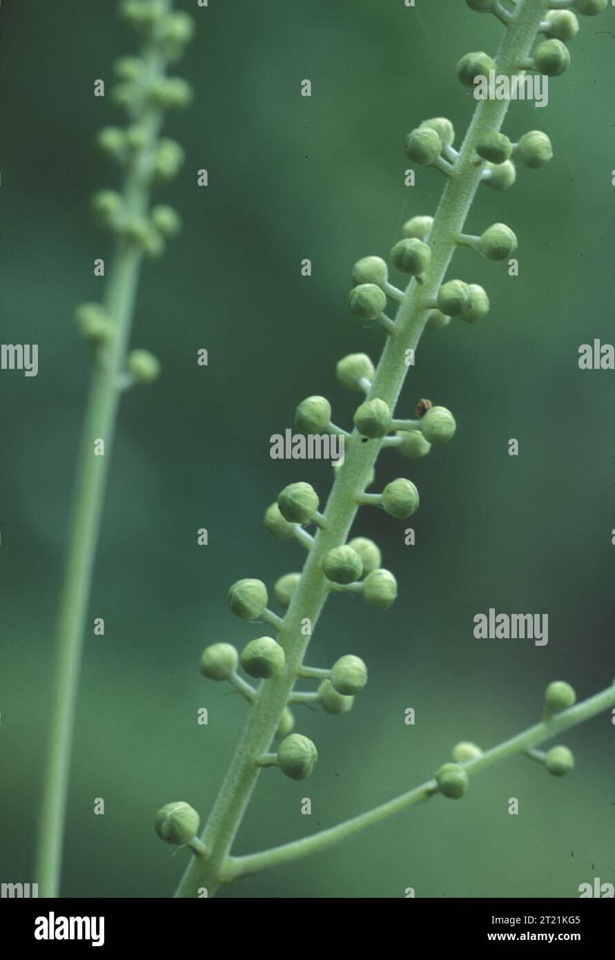 A close-up view of a black cohosh plant. Subjects: Flowering plants ...