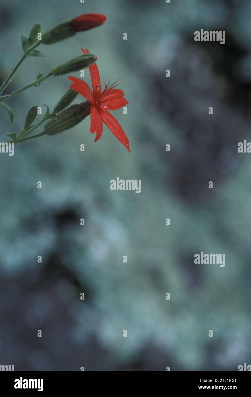 A close view of the red flowers of a fire pink plant. Subjects ...