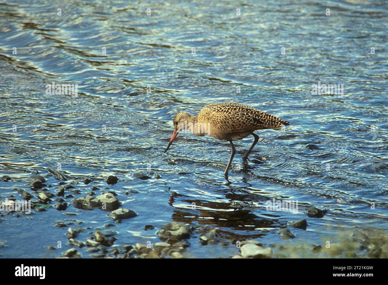 Becharof national wildlife refuge and wildlife hi-res stock photography ...
