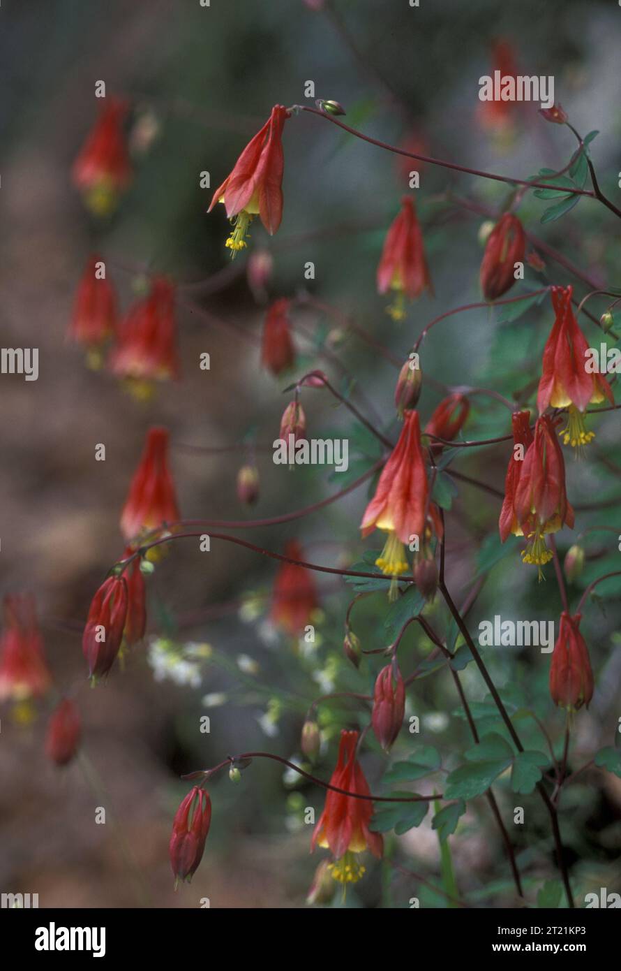 Spurred flower hi-res stock photography and images - Alamy