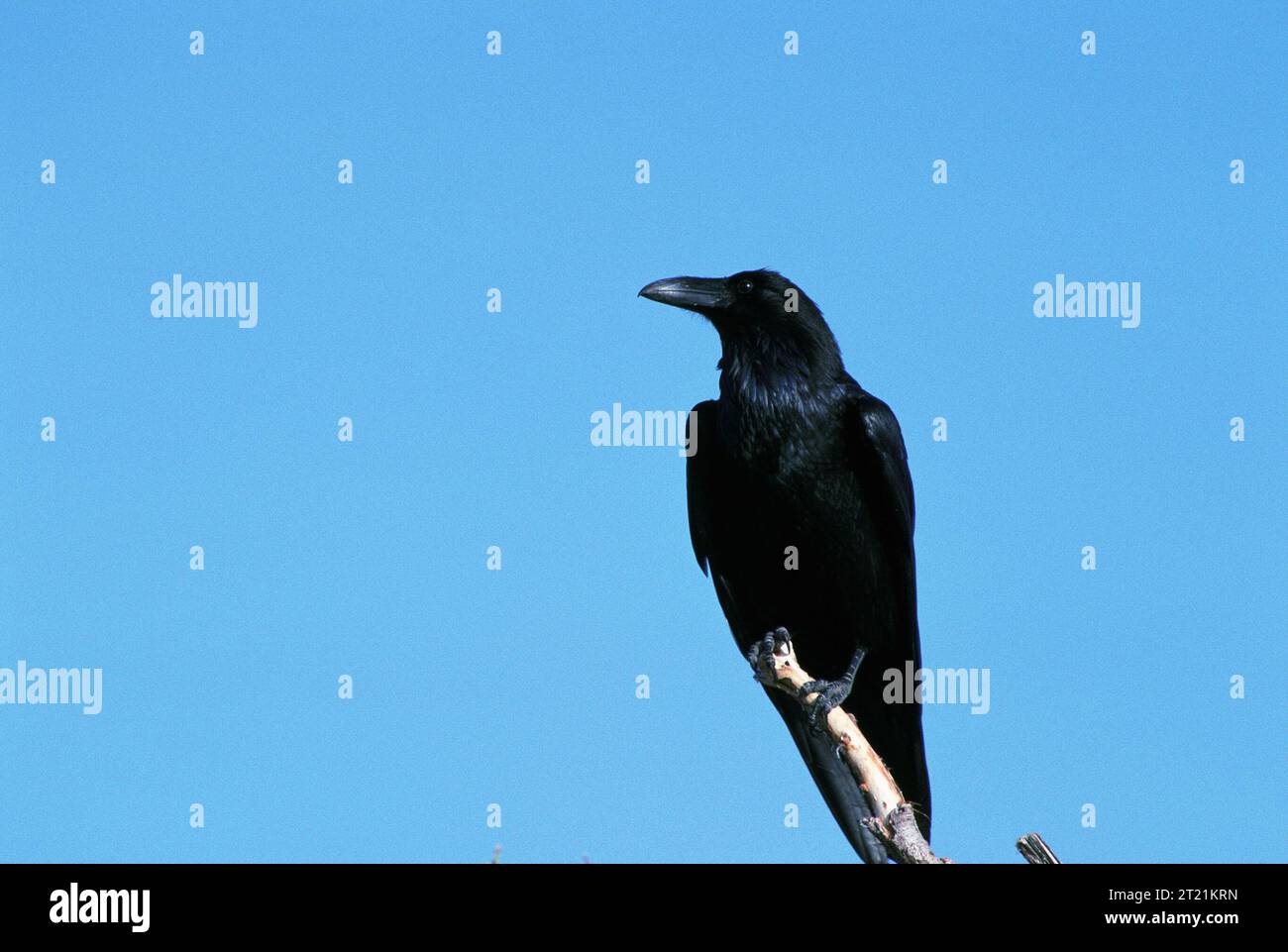 Raven sitting on end of branch in Siskiyou County, California. Subjects ...