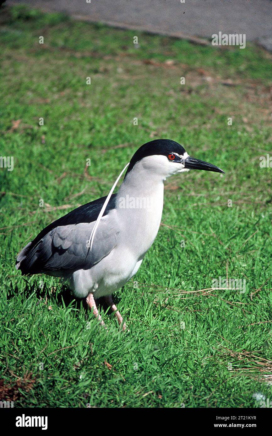 Scattering birds hi-res stock photography and images - Alamy