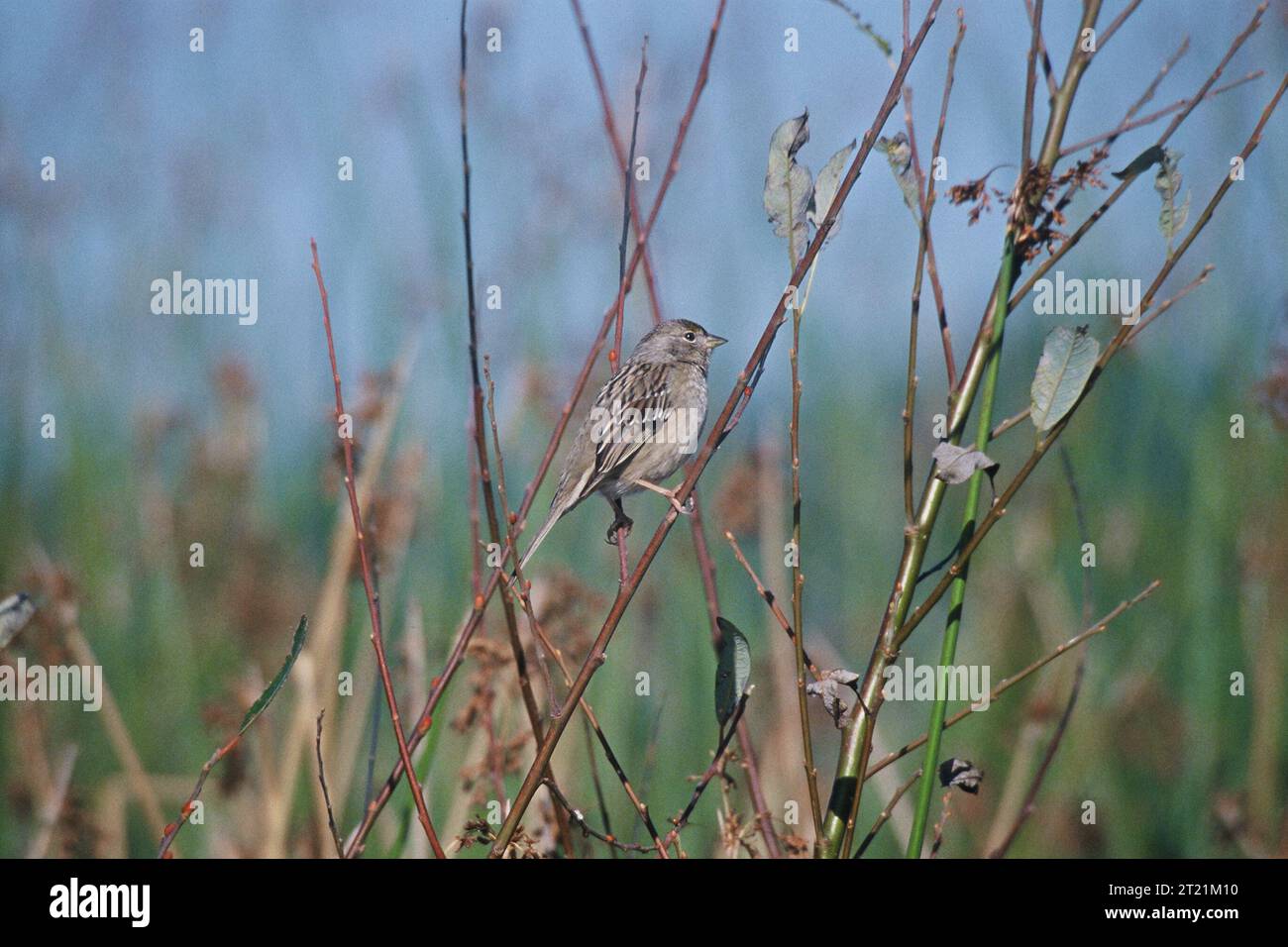 Noxious weeds hi-res stock photography and images - Alamy
