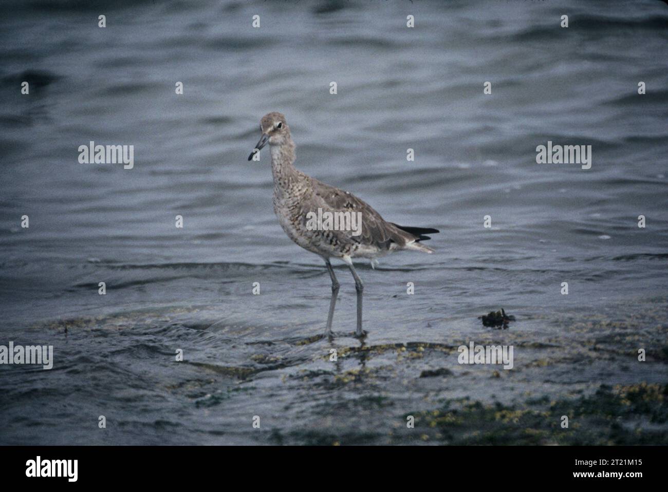 Catoptrophorus semipalmatus. Creator: Karney, Lee. Descriptive Note ...