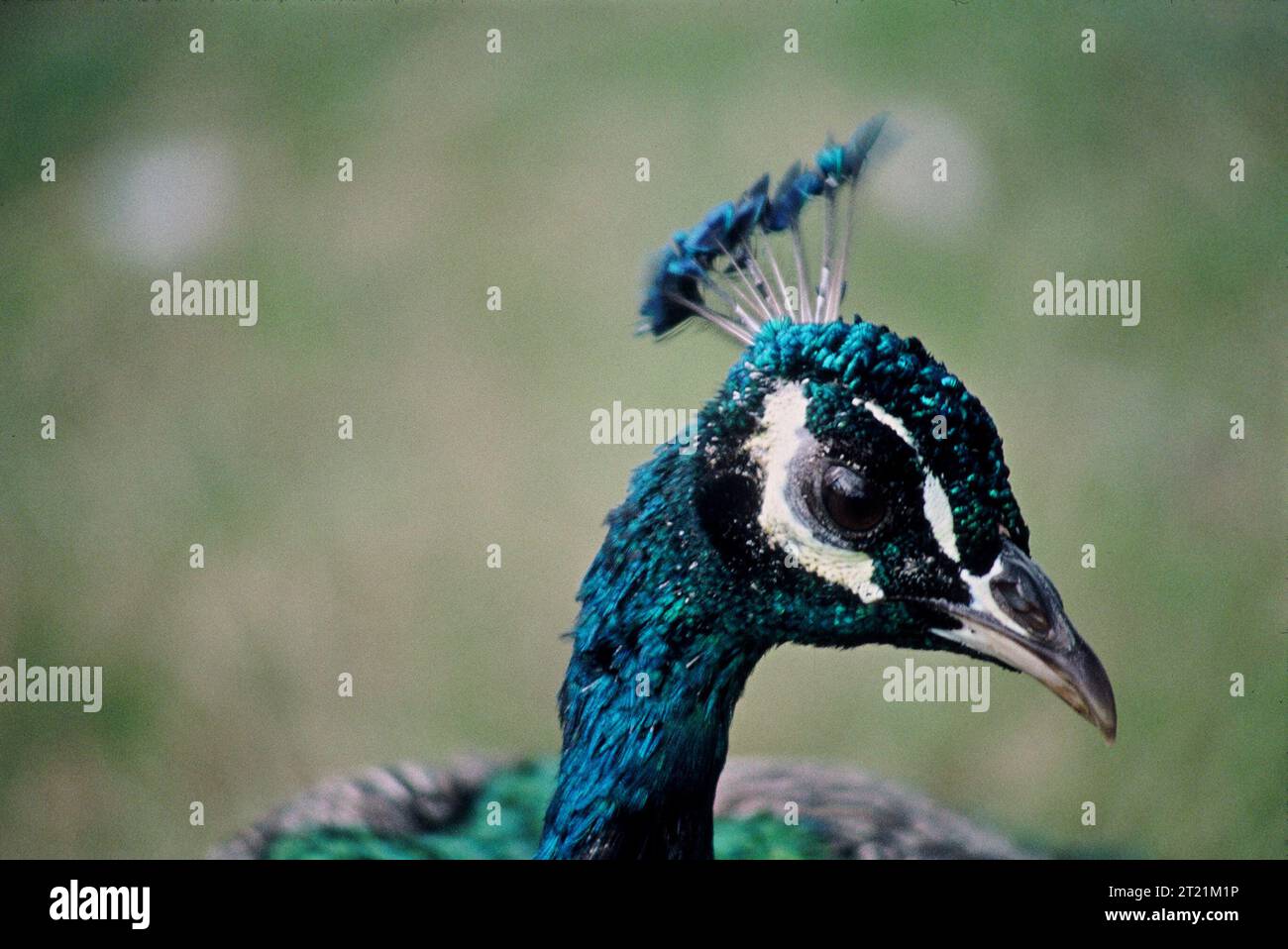 Pavo cristatus. Creator: Karney, Lee. Descriptive Note: Peacock (bird ...