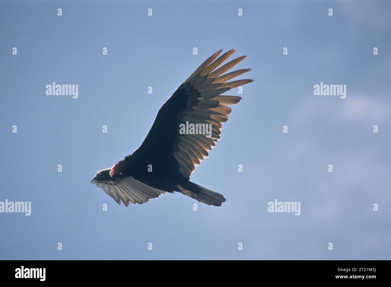 Bill grasping hi-res stock photography and images - Alamy