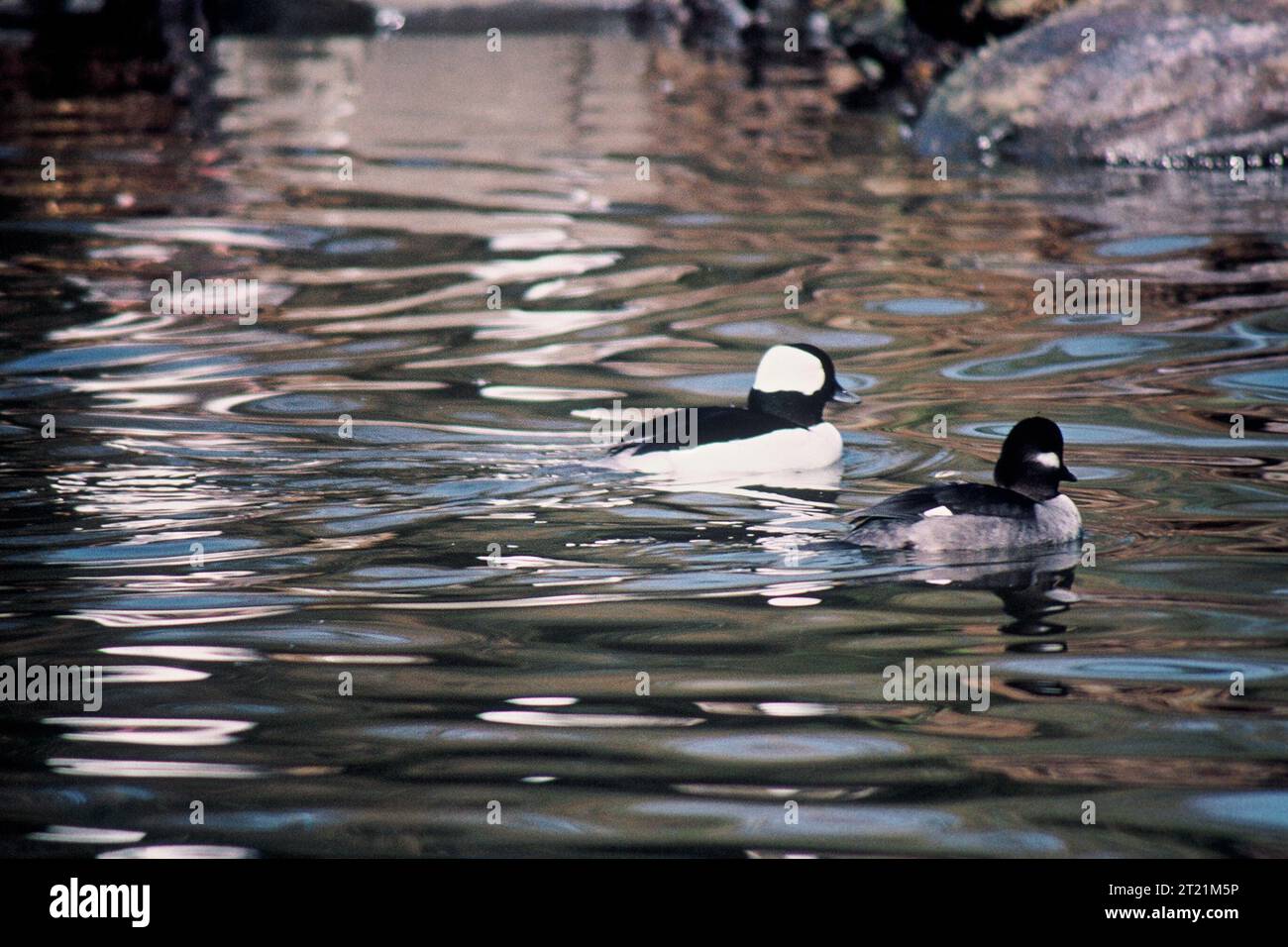 Puffy head hi-res stock photography and images - Alamy