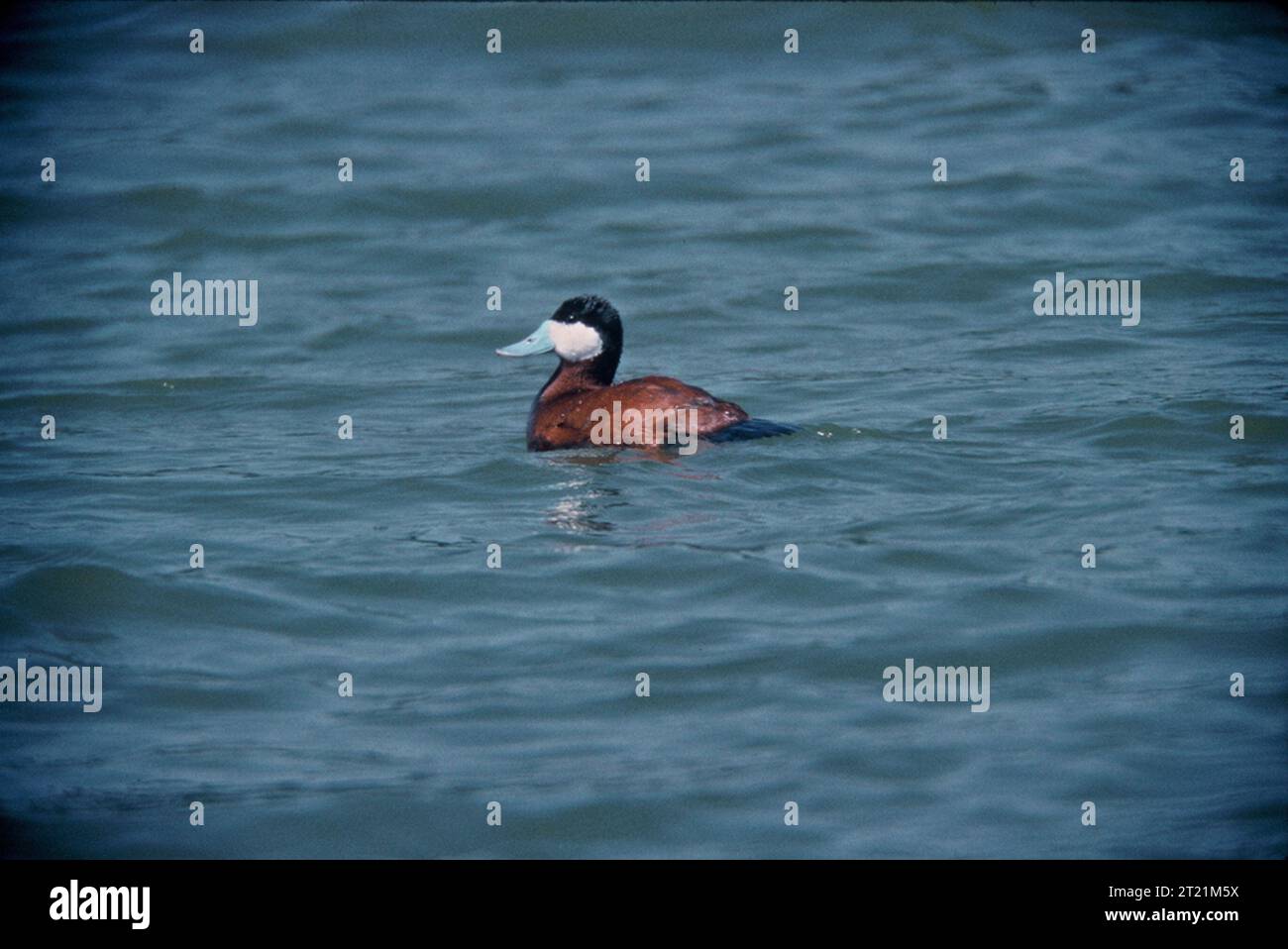The ruddy duck (Oxyura jamaicensis) is a compact diving duck with a ...
