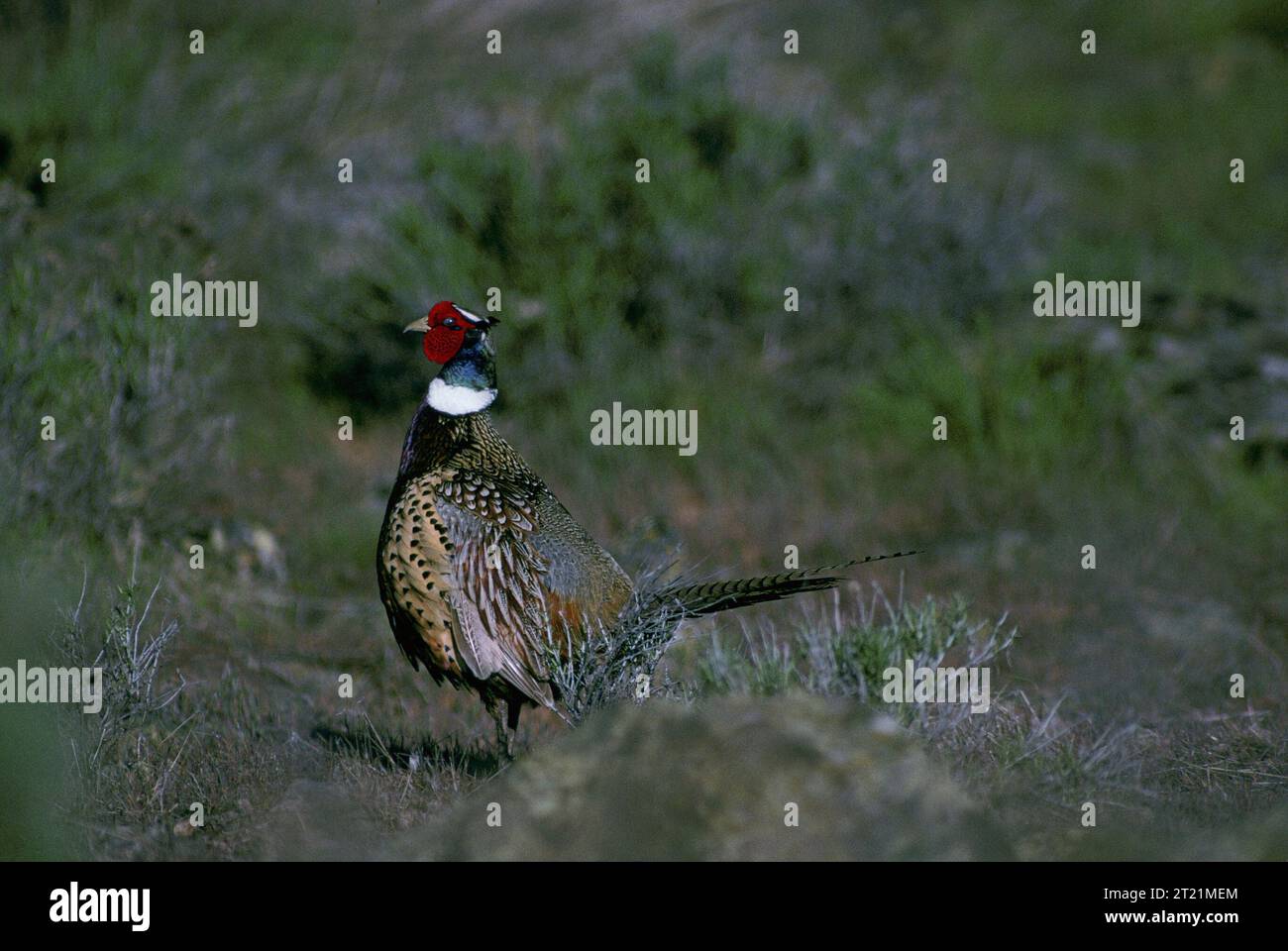 Siskiyou county wildlife hi-res stock photography and images - Alamy