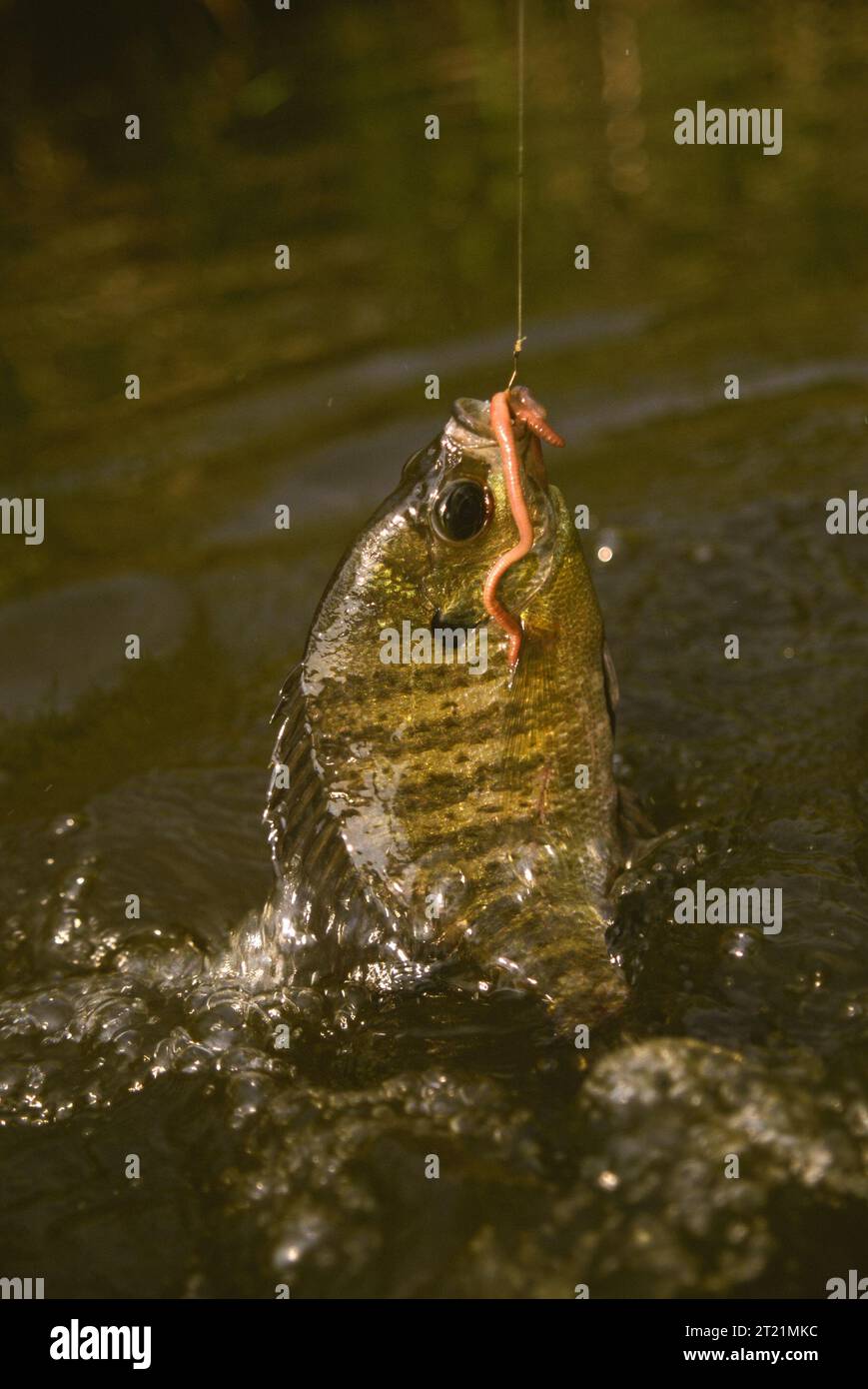 Bluegill carolina hi-res stock photography and images - Alamy