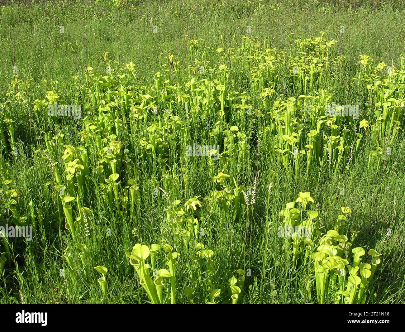 Green pitcher plants (Sarracenia oreophila) thrive in boggy areas on ...