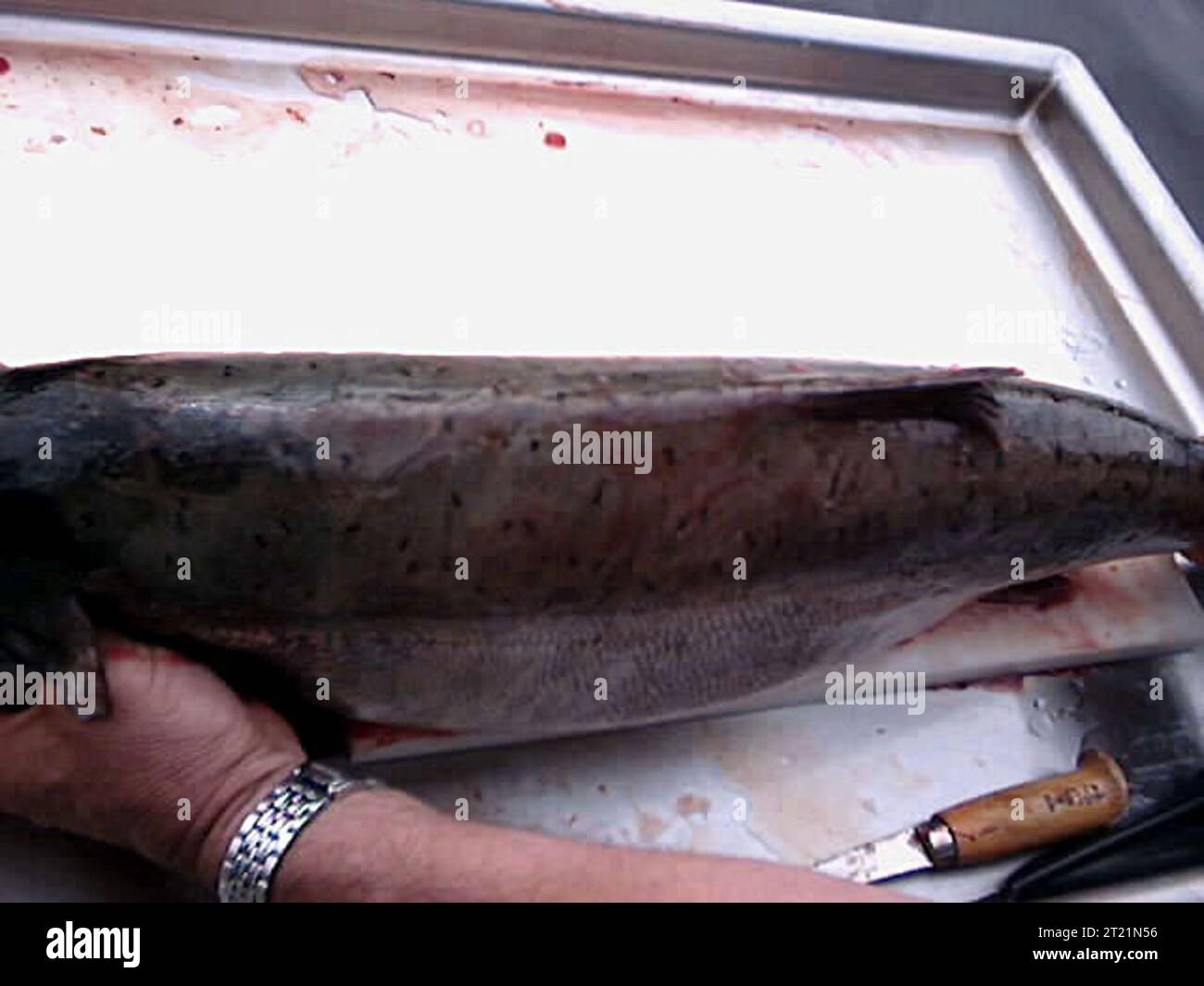 Adult chinook , commonly called king salmon, have irregular spotting on ...