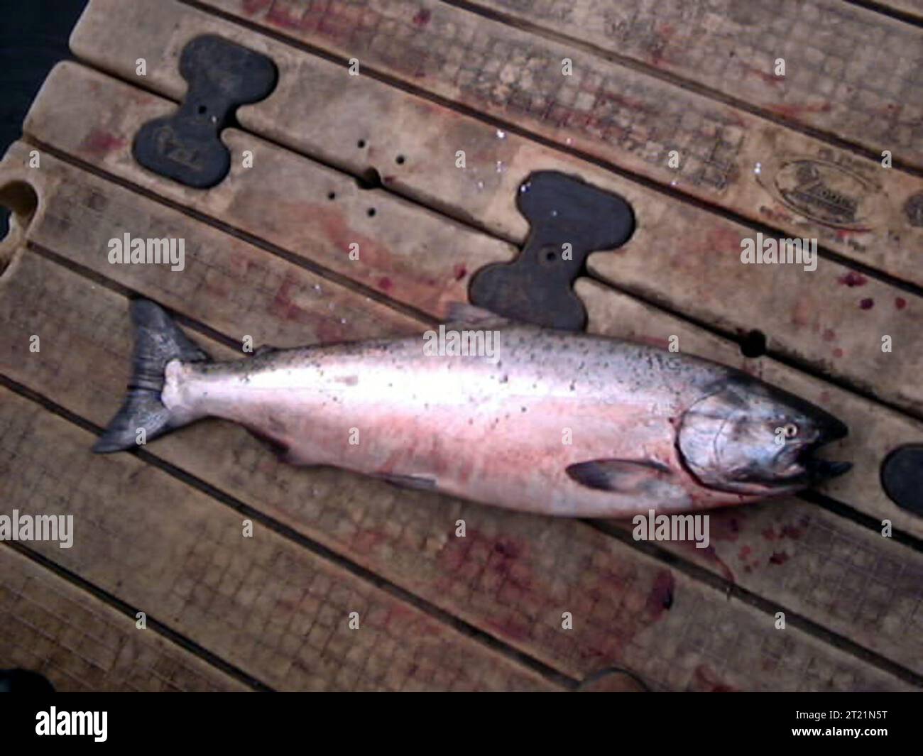 Adults have black irregular spotting on the back and dorsal fins and on ...