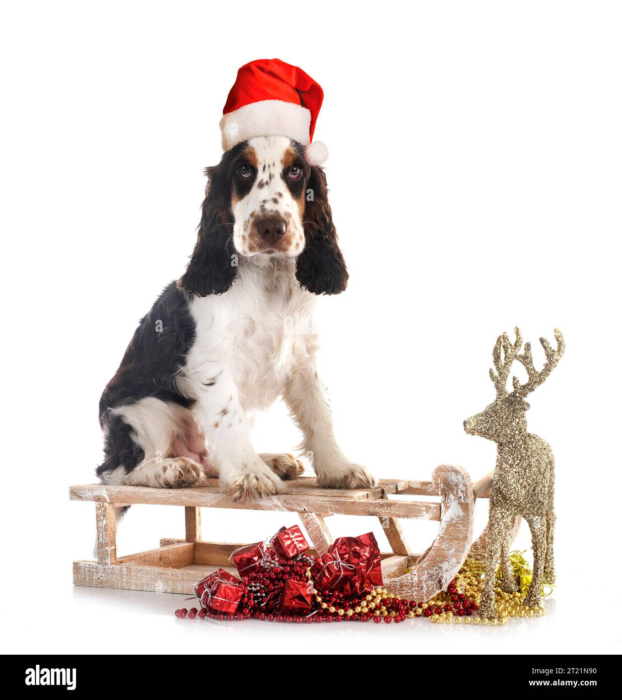 English Cocker Spaniel in front of white background Stock Photo - Alamy