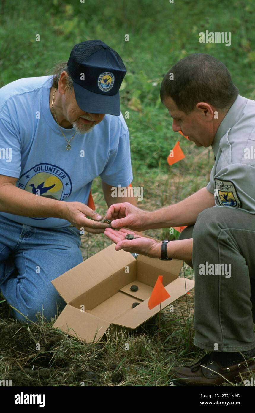 A U.S. Fish and Wildlife Service employee and a volunteer handle red ...