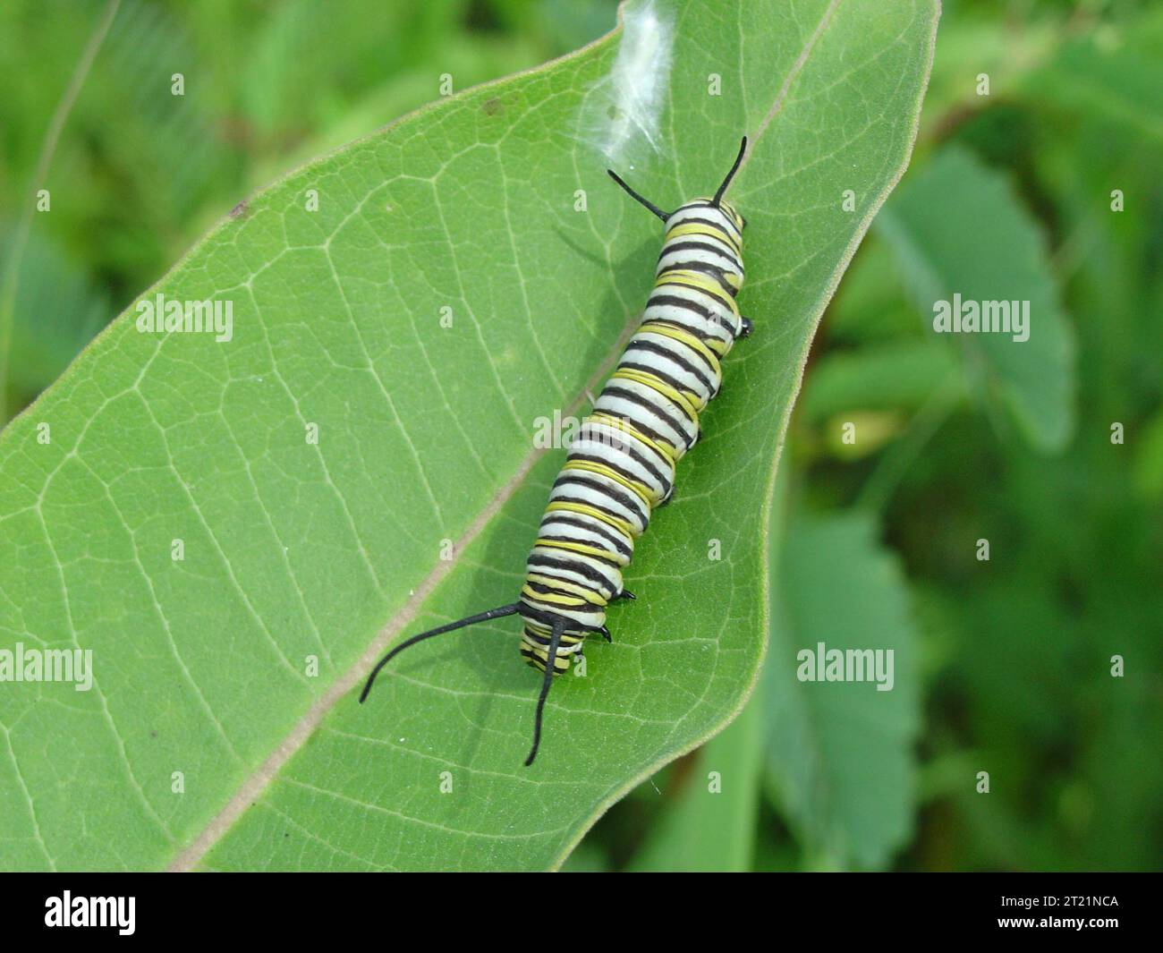 Close view of Monarch butterfly larvae on Common Milkweed leaf ...