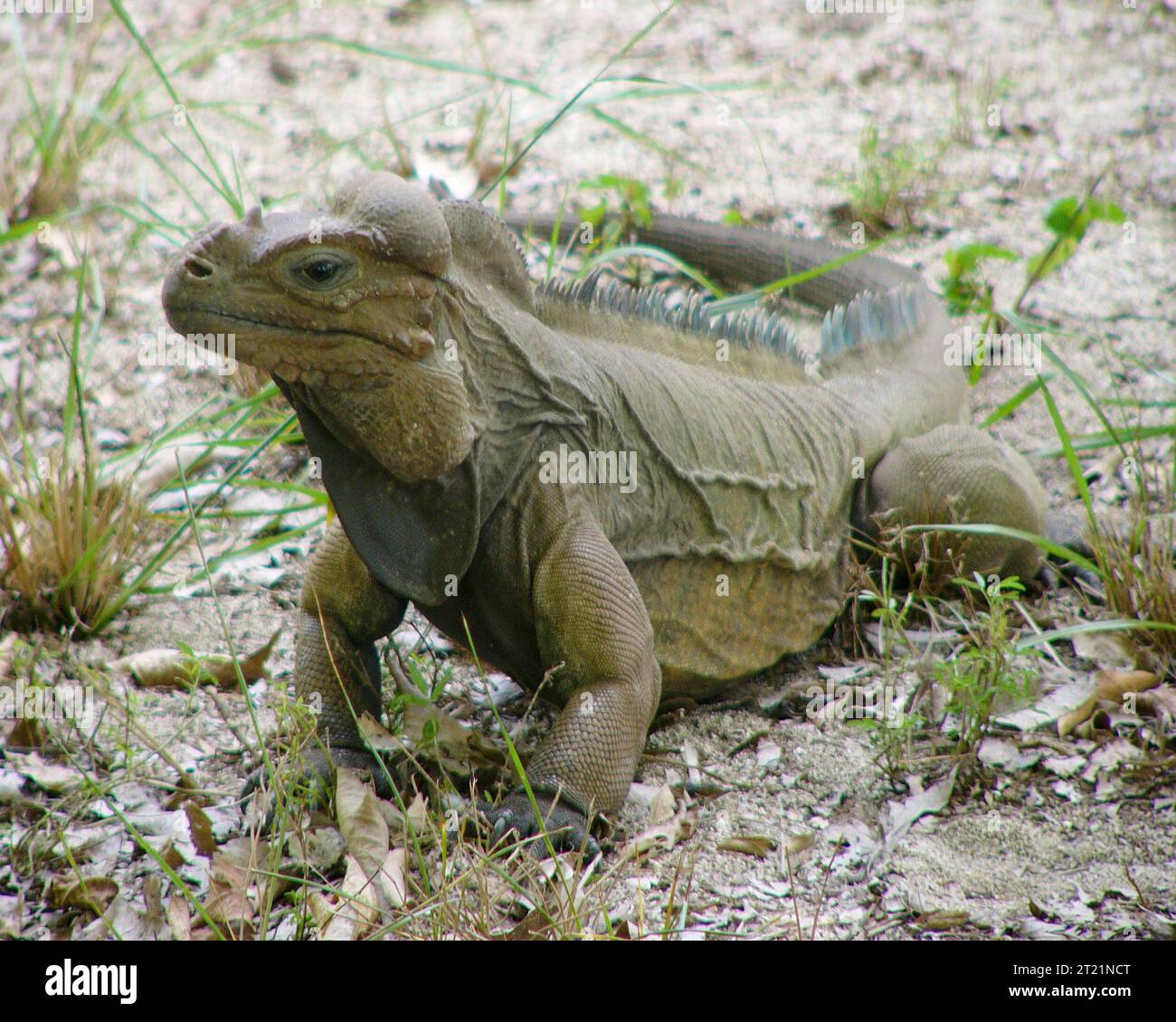 The Mona ground iguana, a threatened reptile species from Puerto Rico ...