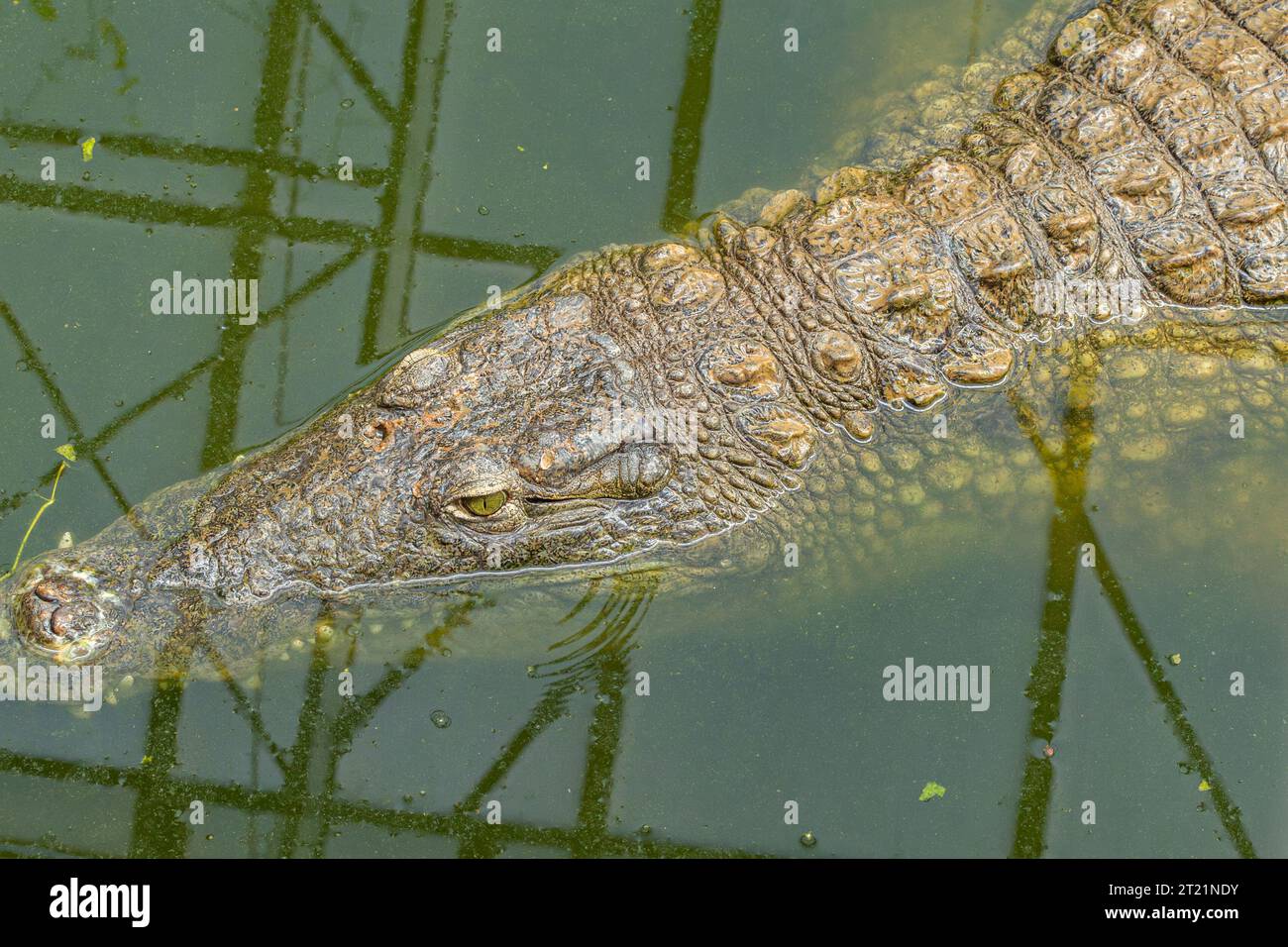 crocodile close-up, half submerged in water Stock Photo - Alamy