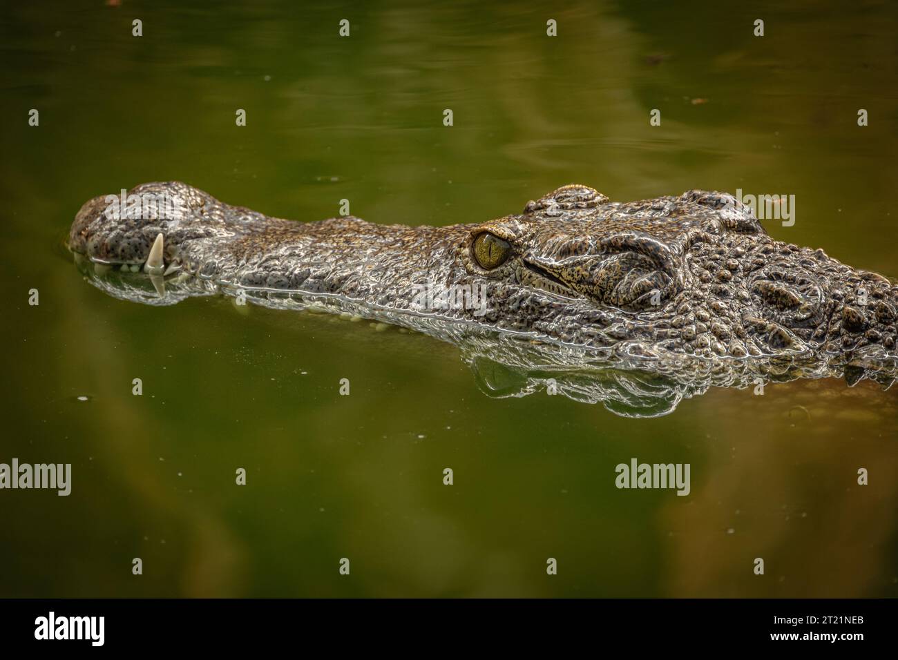 crocodile close-up, half submerged in water Stock Photo - Alamy