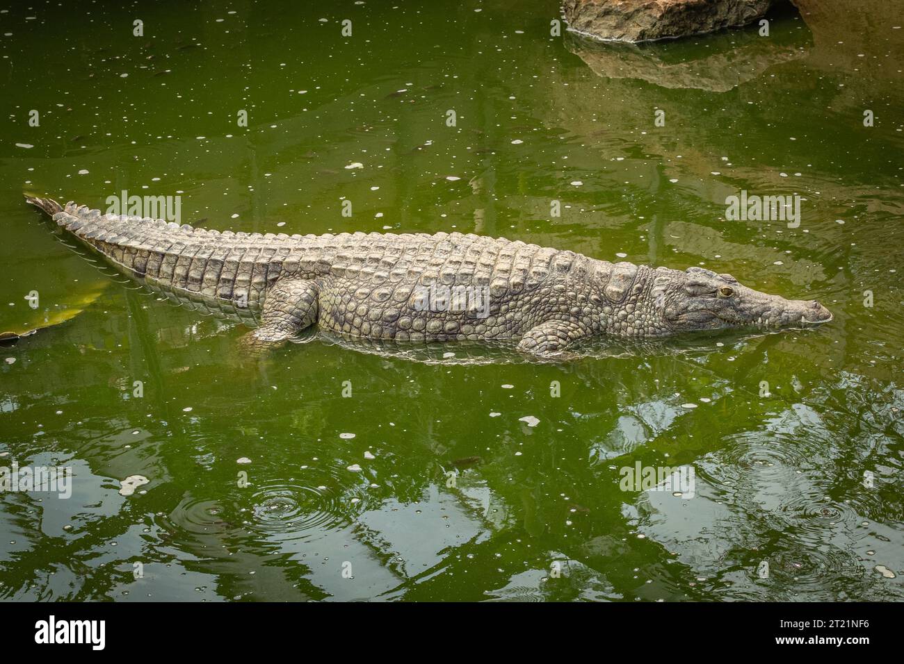 crocodile close-up, half submerged in water Stock Photo - Alamy