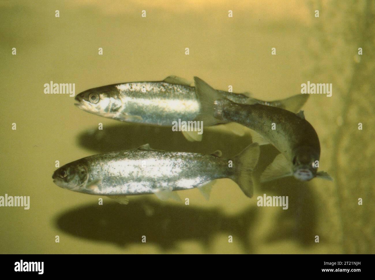 Anadromous fishes hi-res stock photography and images - Alamy