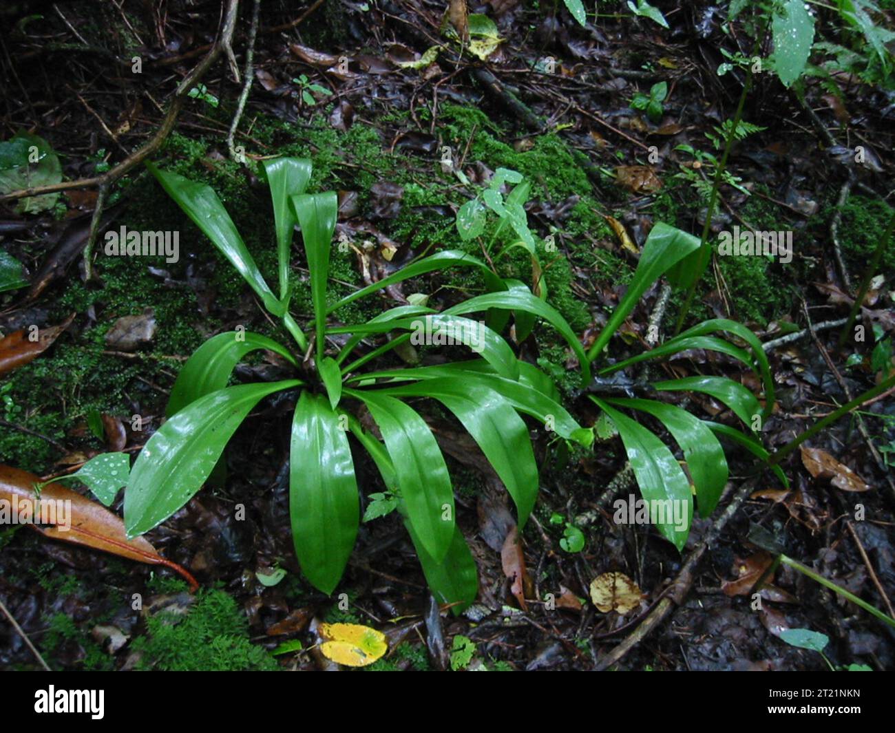 Mountains bog species hi-res stock photography and images - Alamy