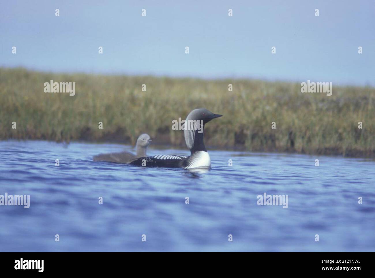 Alaska loons hi-res stock photography and images - Alamy