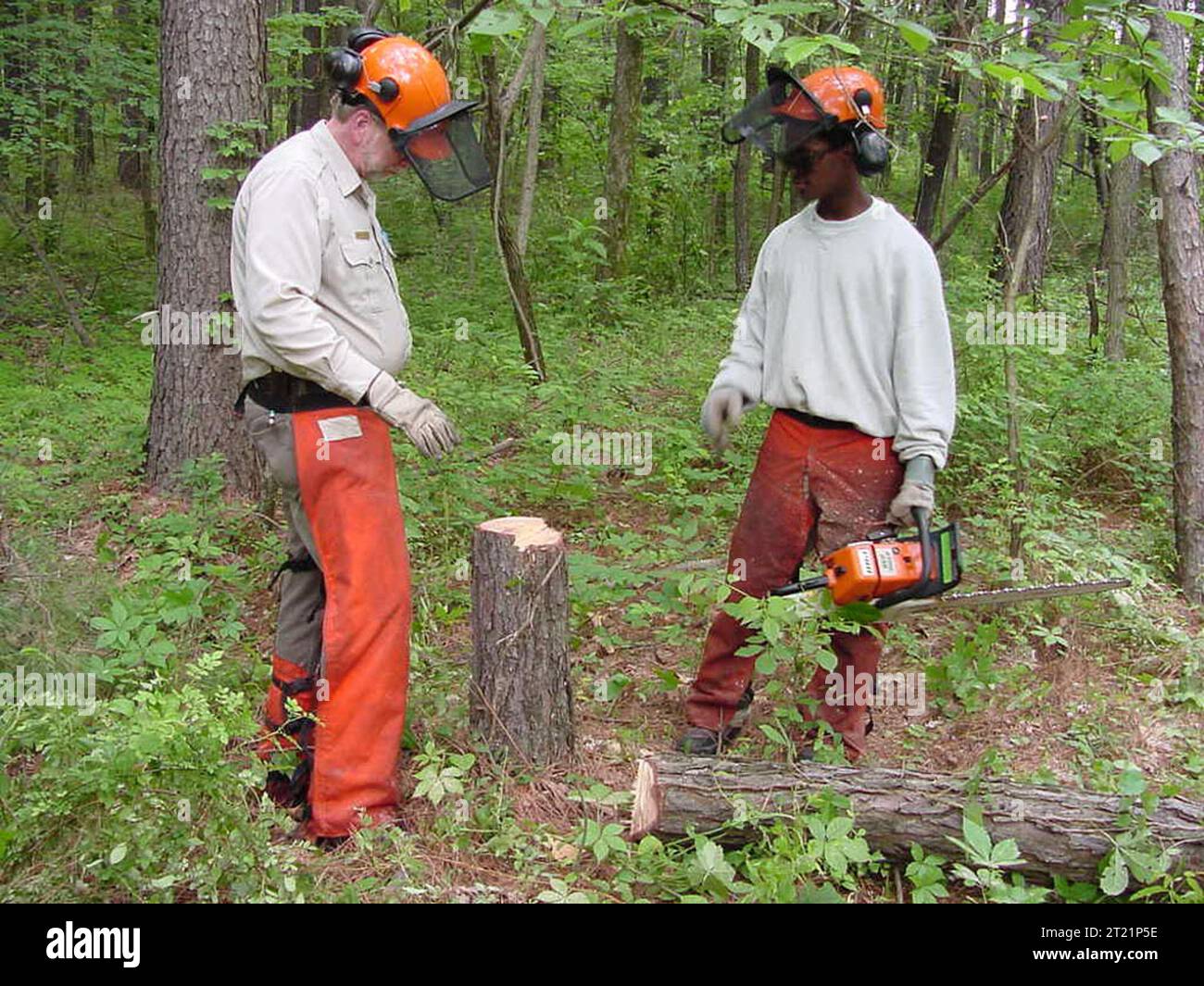 Young chainsaw habitat hi-res stock photography and images - Alamy