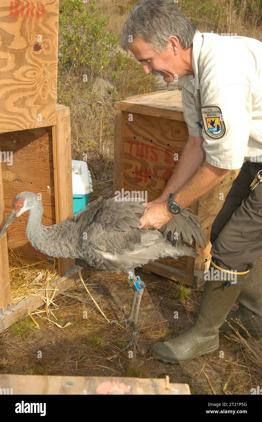 Fish and Wildlife Service employee works with a Mississippi Sandhill ...