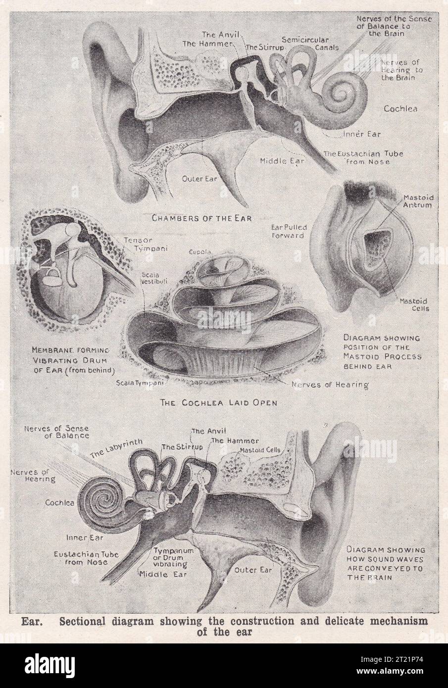Vintage diagram of the human ear 1930s Stock Photo - Alamy