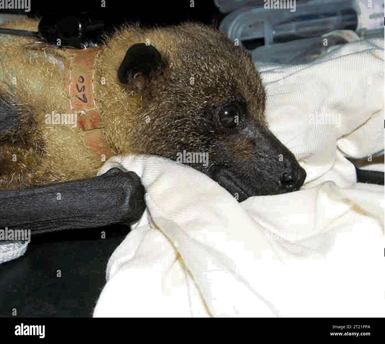 Northern Mariana Islands; Bats; Bat. Descriptive Note: Mariana fruit ...