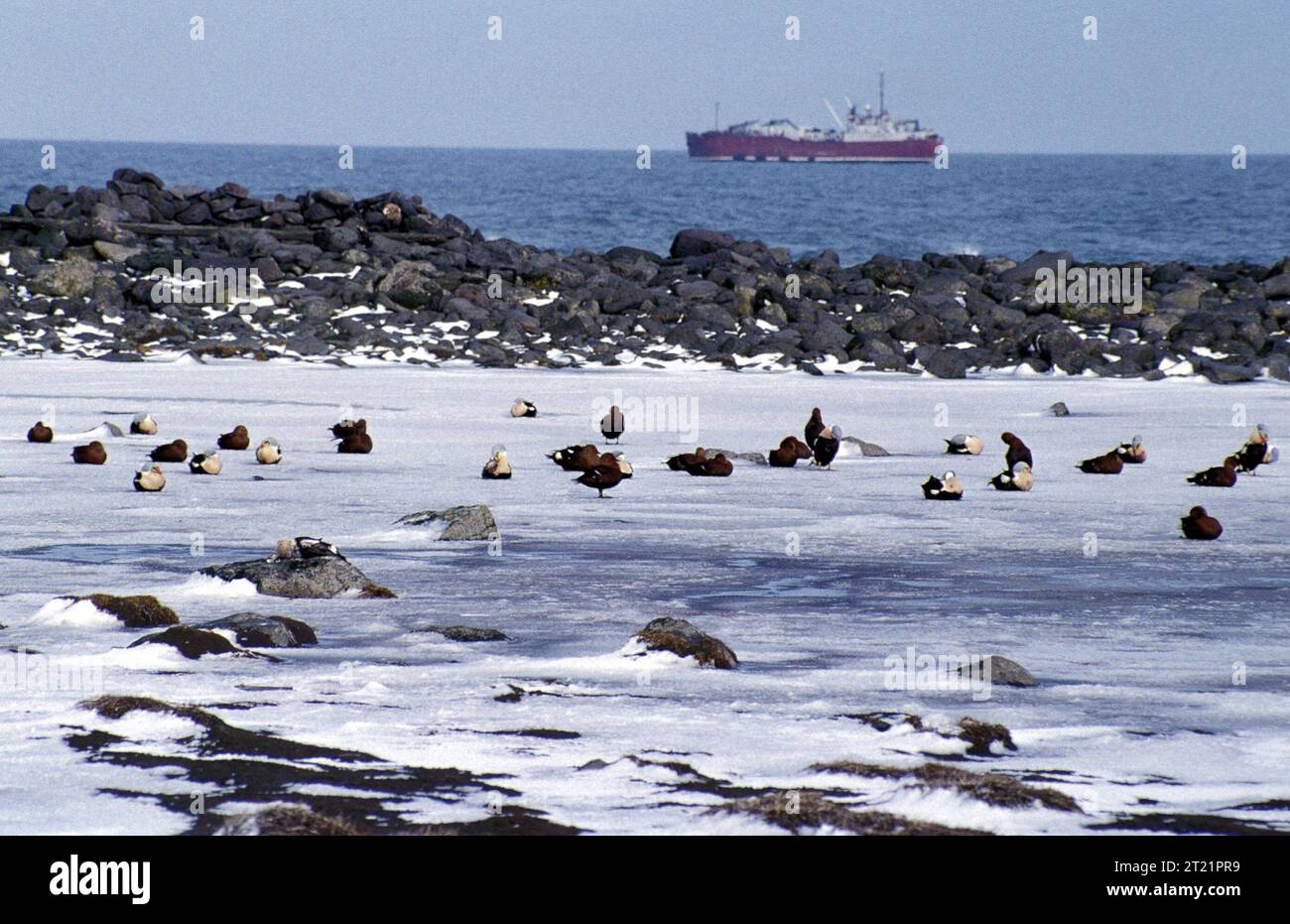 The M/V Citrus, a freighter, collided with another ship while loading ...
