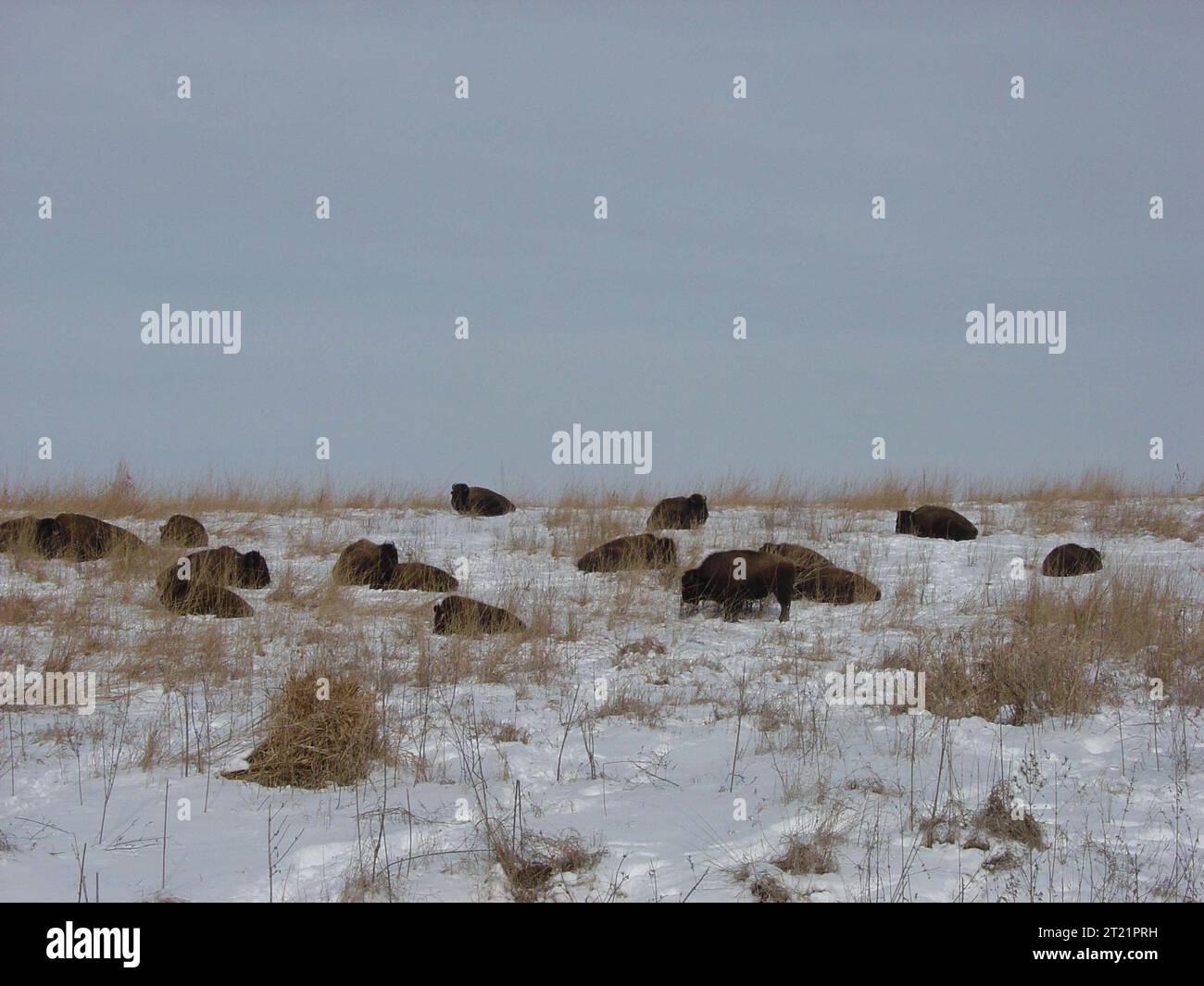 Several bison lying down on snowy hillside. Subjects: Mammals; Wildlife ...