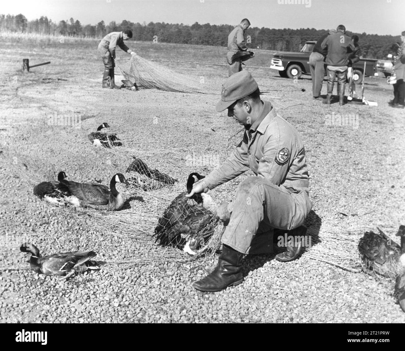 Trapping 1950s Black and White Stock Photos & Images - Alamy Trapping 1950s Black and White Stock Photos & Images - Alamy