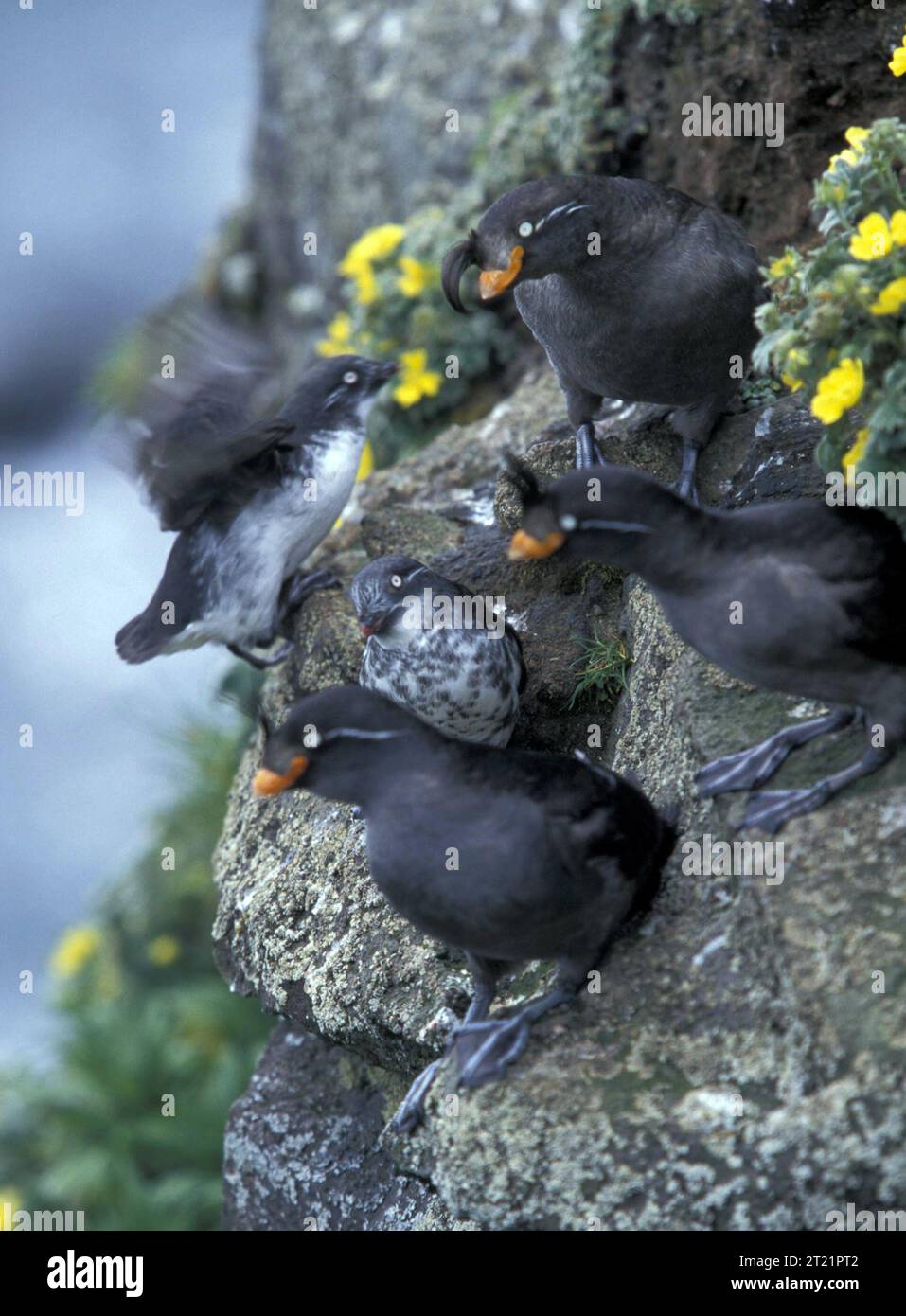 Aethia pusilla, Aethia cristatella. Creator: Sowls, Art. Subjects ...