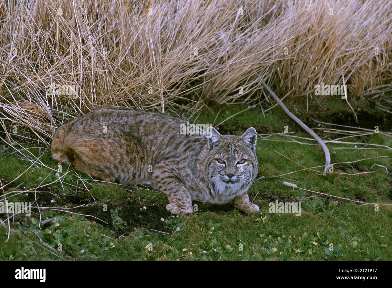 Bobcat crouched beside dried vegetation near road. Bobcats are medium ...