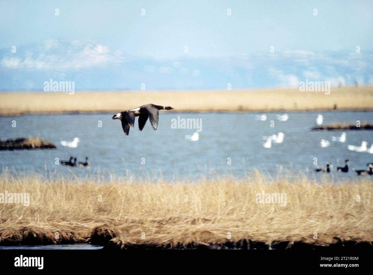 Tutakolee hi-res stock photography and images - Alamy