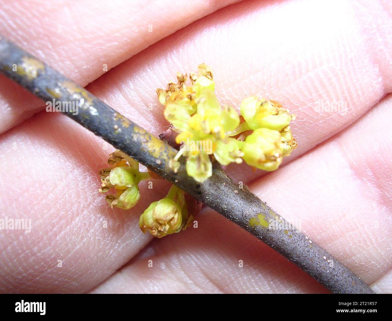 Pondberry hi-res stock photography and images - Alamy