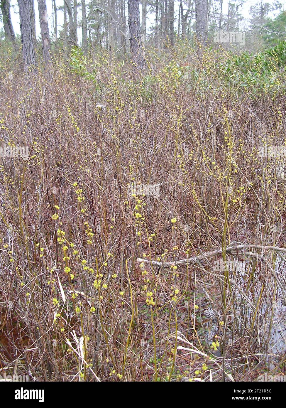 Scrub shrub wetlands hi-res stock photography and images - Alamy