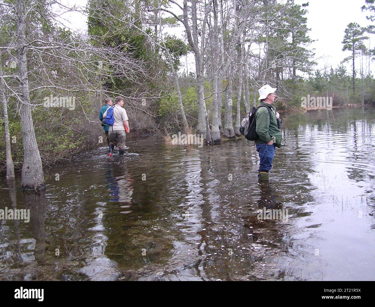 Striped newt and pondberry habitat, Georgia. Creator: Pattavina, Pete ...