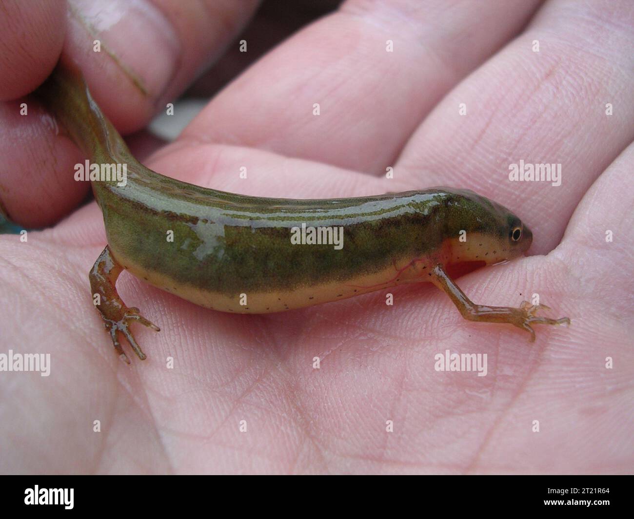 Striped newt, rare species, Georgia. Creator: Pattavina, Pete ...