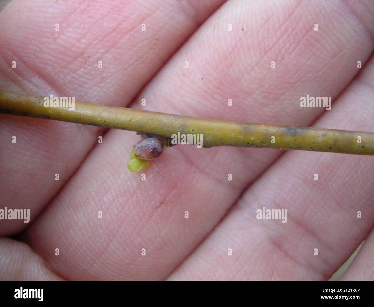 Pondberry hi-res stock photography and images - Alamy