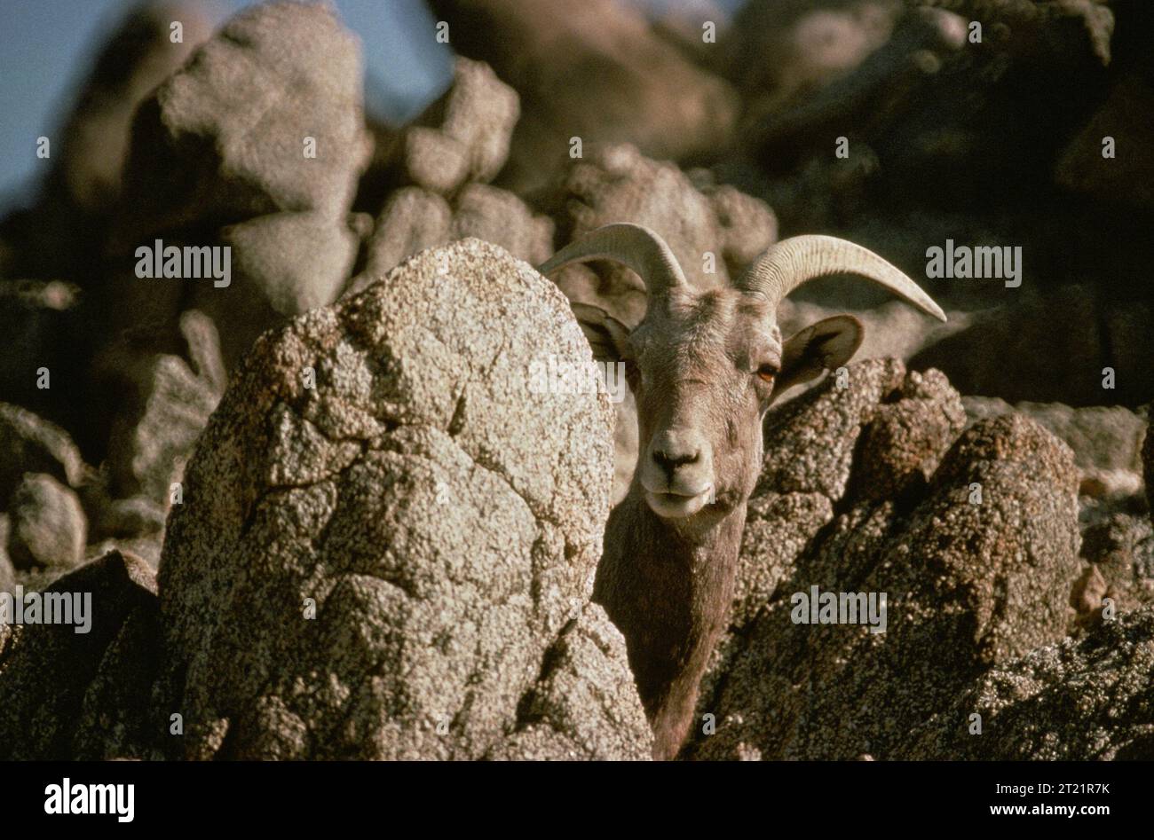 A view of the endangered Peninsular Bighorn Sheep standing behind a ...
