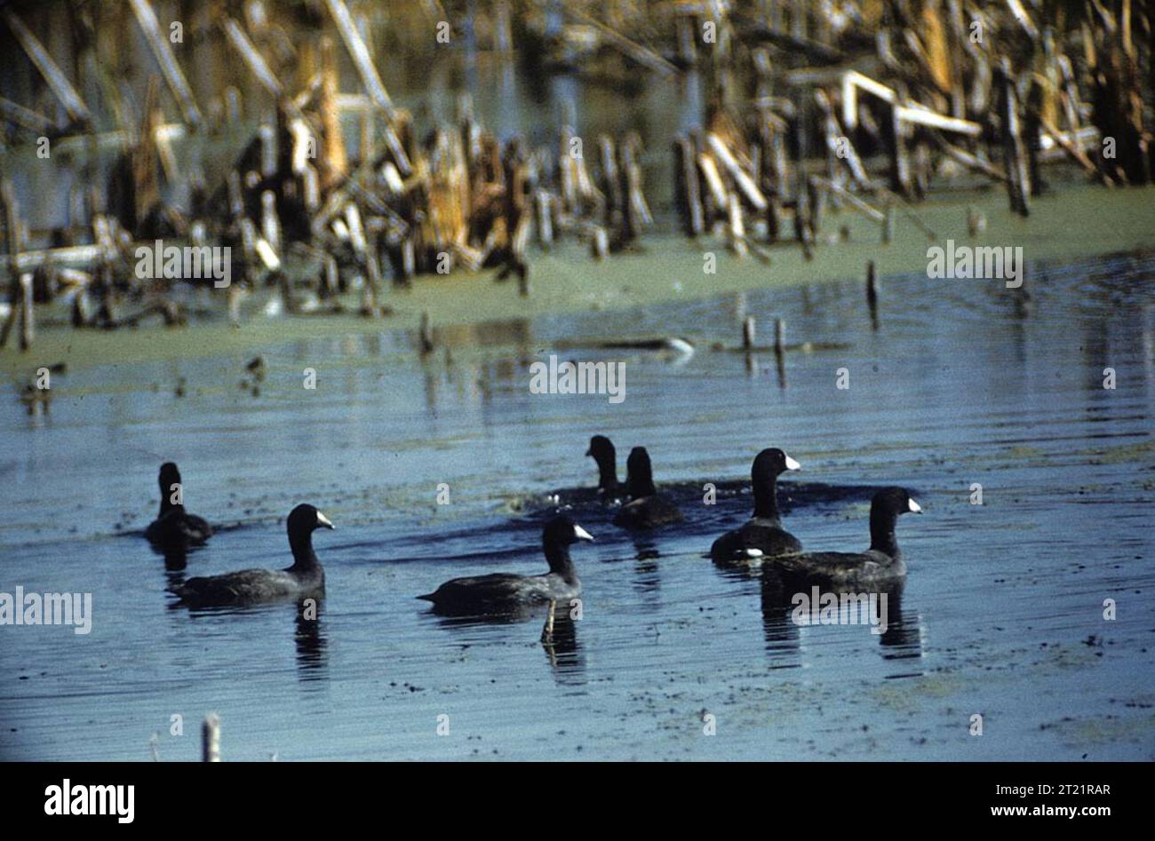 Flock american coots species hi-res stock photography and images - Alamy