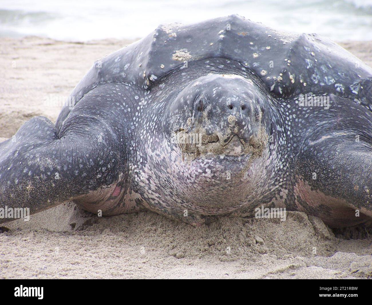 The leatherback is the largest of all sea turtles, capable of reaching ...