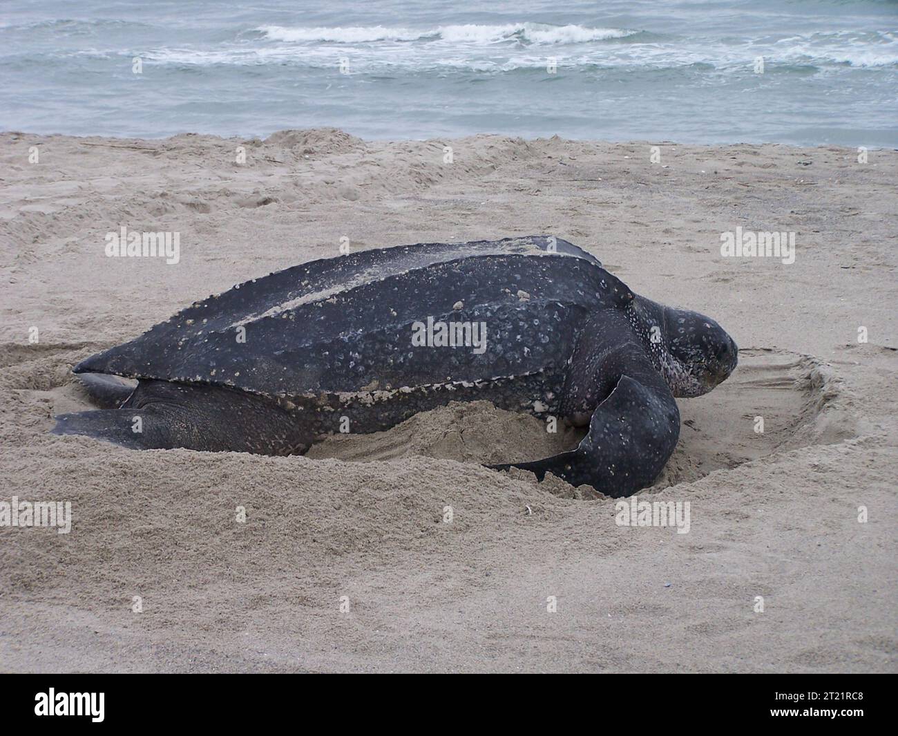 The leatherback is the largest, deepest diving, and most migratory and ...