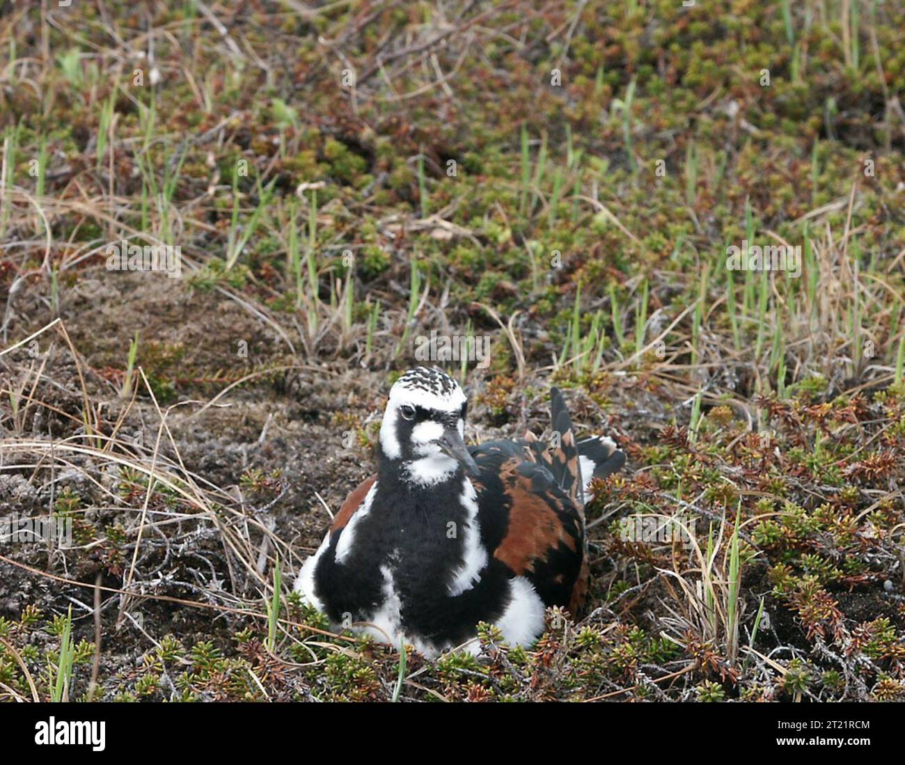 Shorebirds are a diverse avian group. These groups form the 49 species ...
