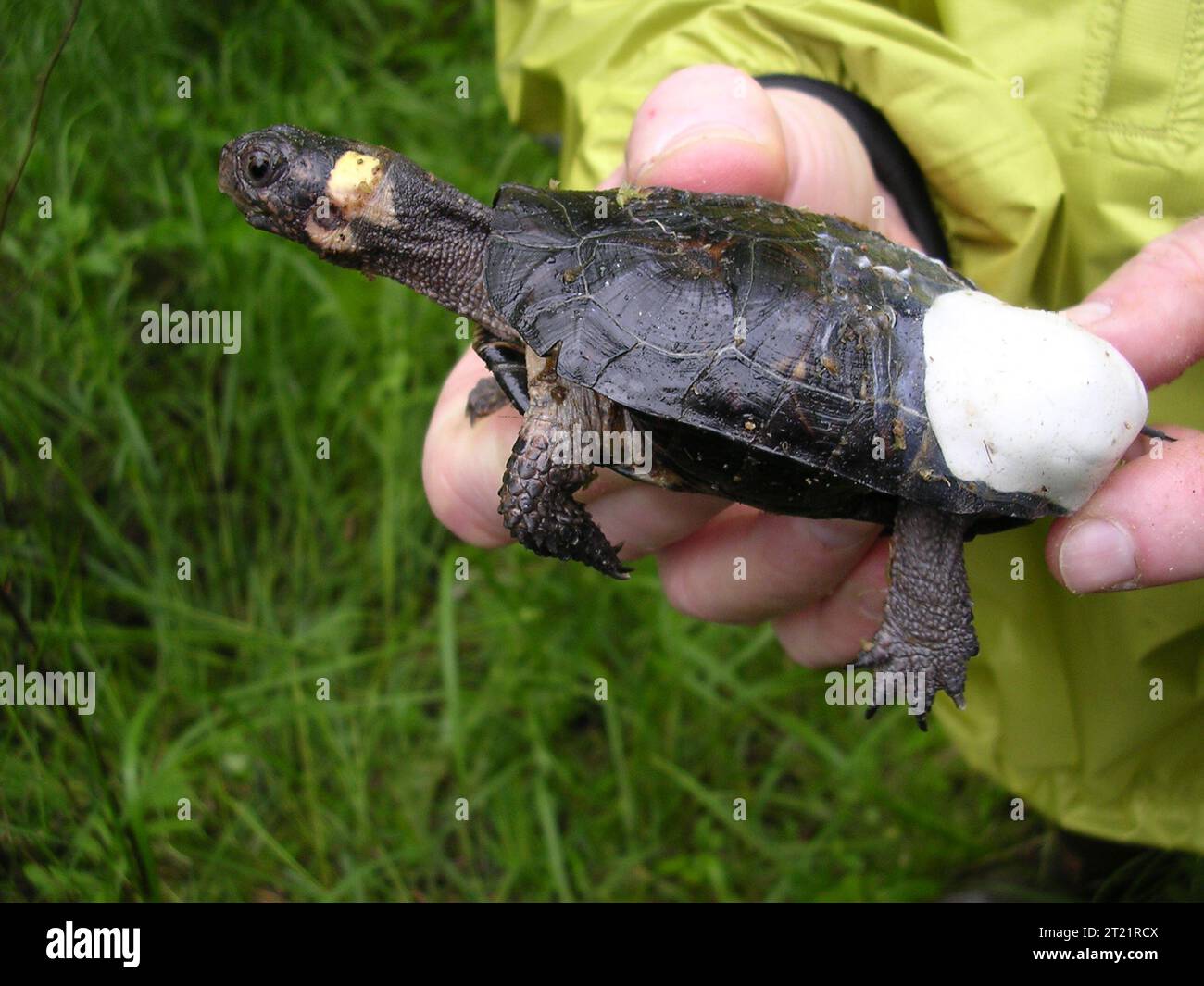 Bog turtle research;bog turtle; Endangered species; Reptiles; Clemmys ...