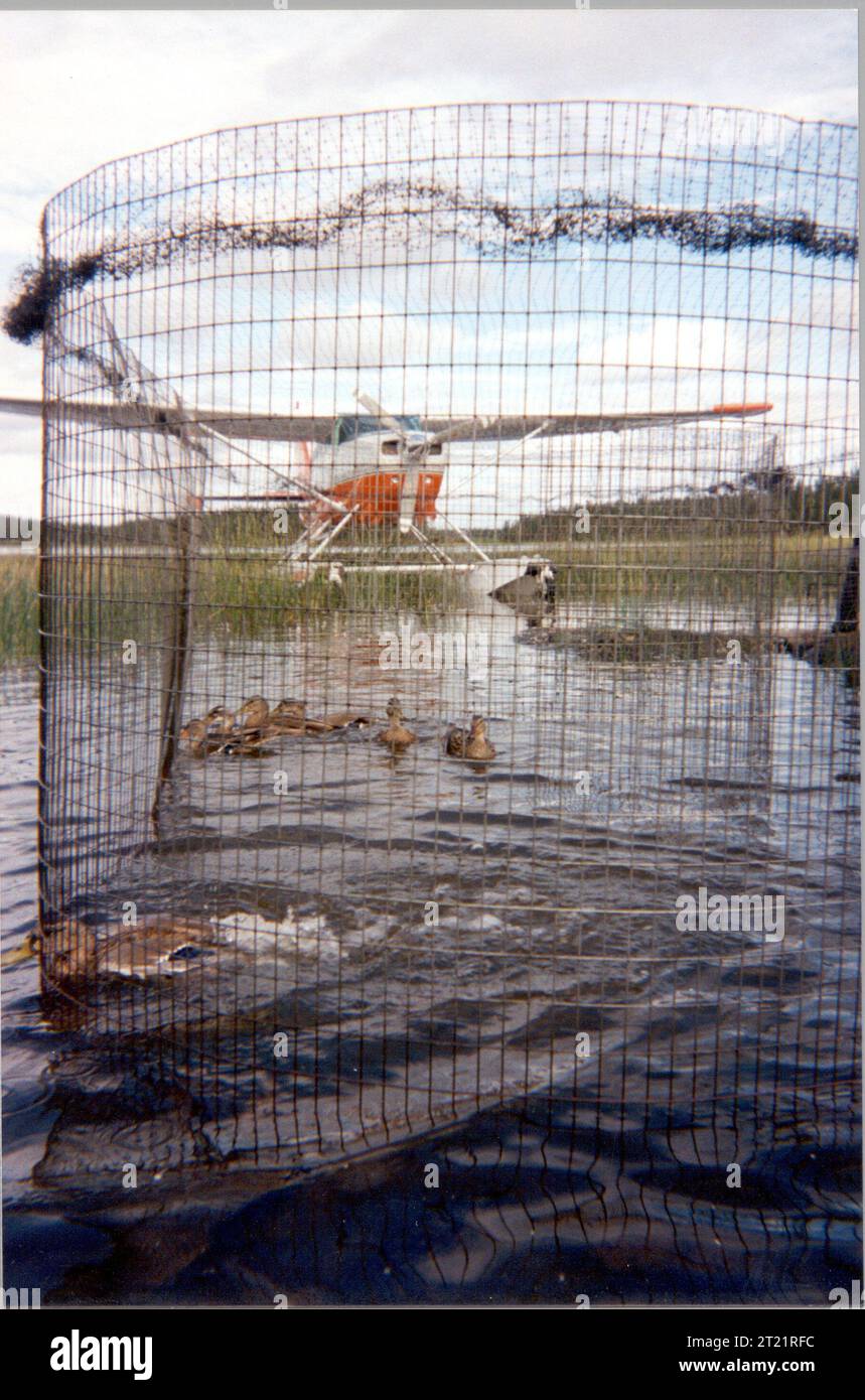 Waterfowl Survey; Nets; WOE157. Subjects: Aircraft; Bird banding ...