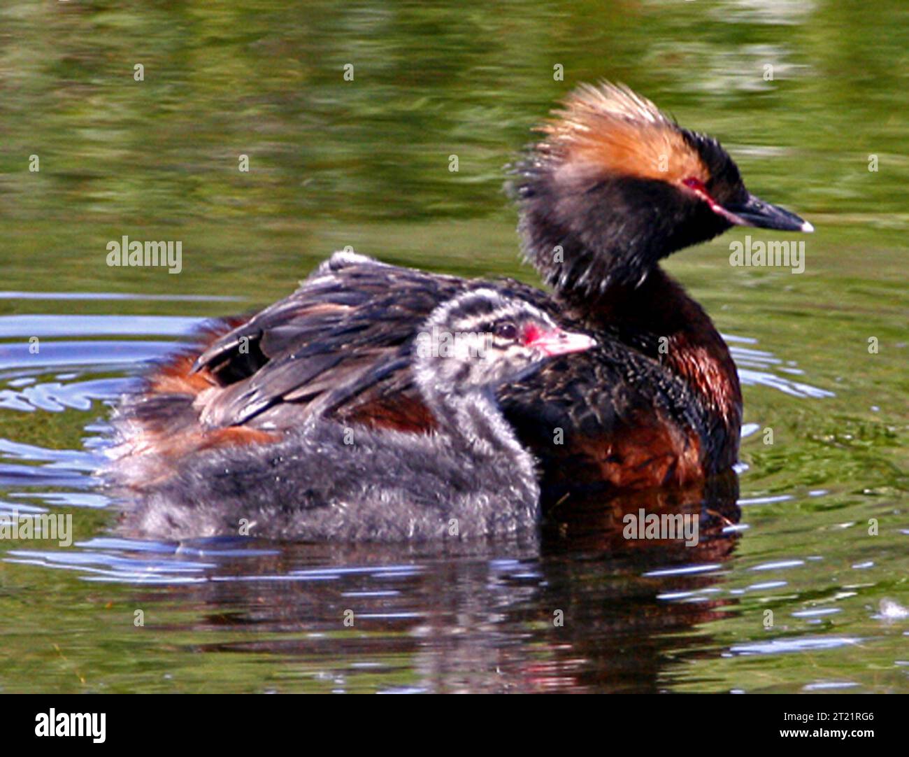 Photo was taken at Potter's Marsh, Anchorage Coastal Refuge, Alaska ...